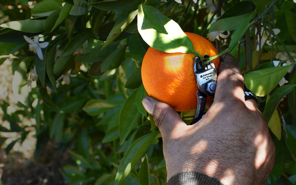 Shop Hand and Gardening Tools | Corona® Tools | Corona Tools